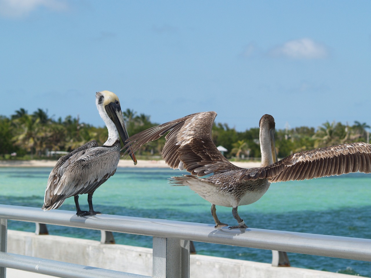 Key West in 1 Day - Self-Guided Walking Tour of the Most Beautiful Sights