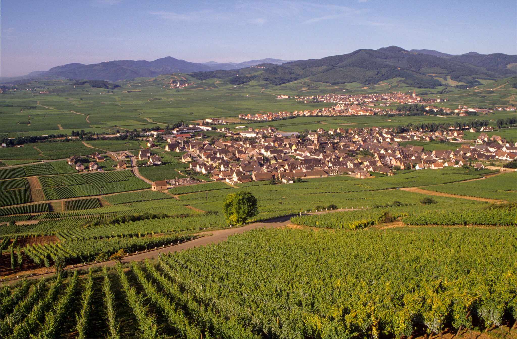 Strada del Vino in Francia - I 5 itinerari più belli con mappe