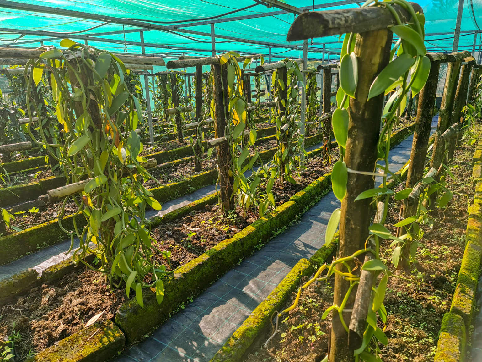 Où acheter de la vanille à la Réunion - Quelle vanilleraie visiter